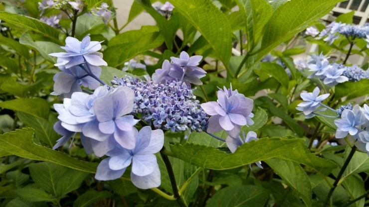 내가좋하하는꽃들 : 네이버 블로그