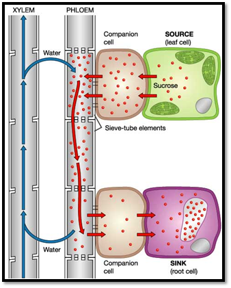 Transport in Plant. Xylem and Phloem. : 네이버 블로그