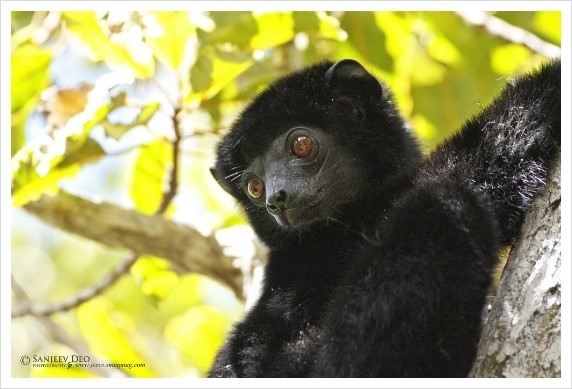 [멸종위기동물] 페리에시파카 (Perrier's sifaka) : 네이버 블로그