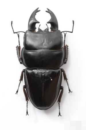 16 알키데스왕넓적사슴벌레(dorcus alcides) : 네이버 블로그