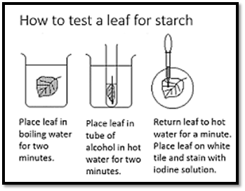 Procedure for testing a leaf for starch. 요오드 용액으로 녹말 확인. : 네이버 블로그