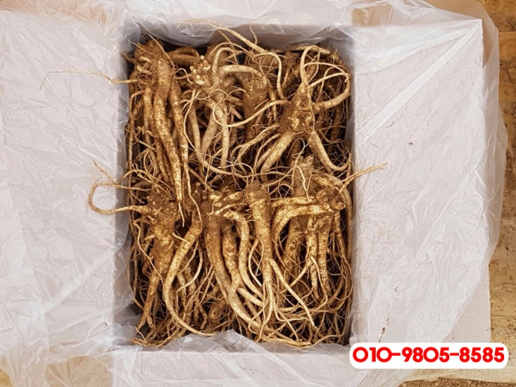 3년생으뜸백도라지 슈퍼백도라지 슈퍼도라지종근 네이버 블로그
