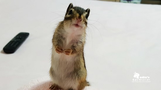 손다람쥐 분양 예약 중 아기다람쥐가 태어났어요아기다람쥐 키우기 손다람쥐키우기 손다람쥐분양 아기다람쥐분양 1