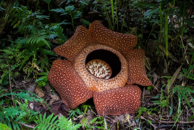 [Rafflesia Flower] 키나발루산 옆 세계에서 가장 큰 꽃 라플레시아 정원 : 네이버 블로그