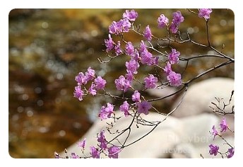 진달래 / 신경림 : 네이버 블로그