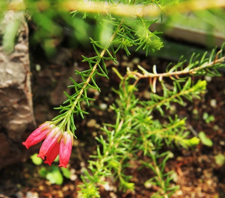 애리카, Erica 'Winter Fire' : 네이버 블로그