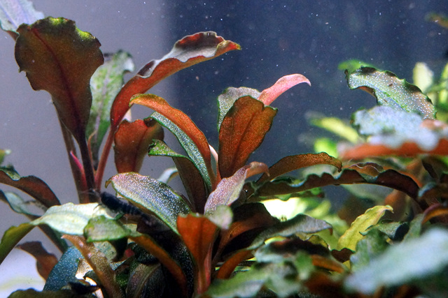 부세파란드라 불칸 ( Bucephalandra sp. Vulcan ) : 네이버 블로그