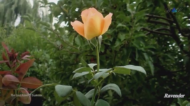 (공유)Andre Rieu의 'The Last Rose of Summer'(한 떨기 장미꽃) : 네이버 블로그