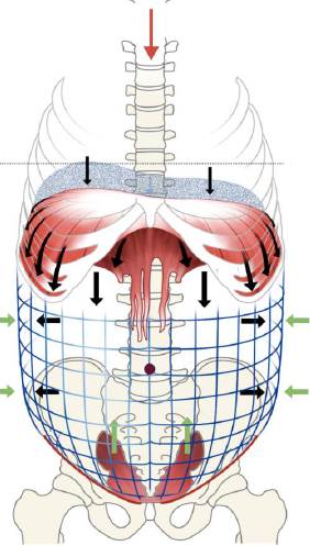 DNS(dynamic neuromuscular stabilization)의 기본 원리 : 네이버 블로그