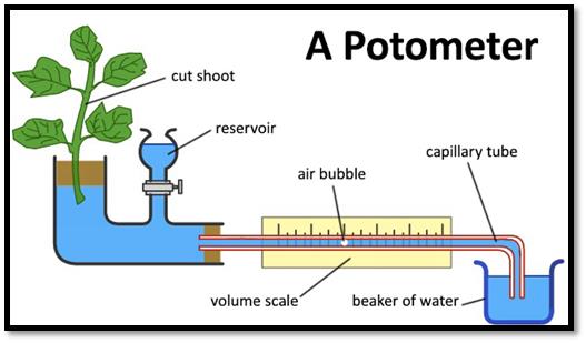 Potometer. Mearsuring Transpiration. 증산작용 : 네이버 블로그