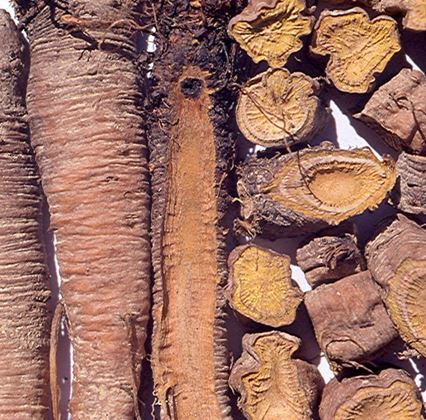 [포렌코즈-화장품 성분] 양제근추출물(Rumex Crispus Root Extract) : 네이버 블로그