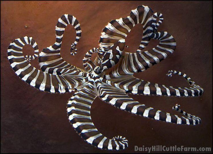 Wunderpus Photogenicus 원더푸스 문어 : 네이버 블로그