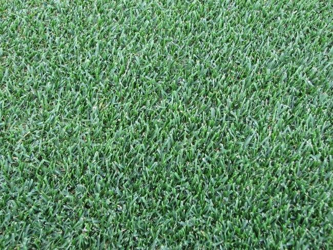 골프장 잔디 종류 _ 조선잔디, 양잔디 장단점 : 네이버 블로그