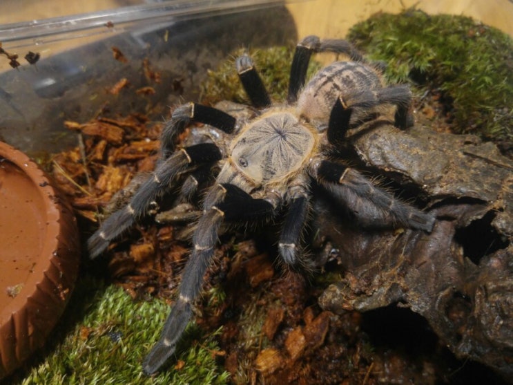 [Haplopelma robustum /Ornithoctoninae sp."blue femur"] 입양 : 네이버 블로그