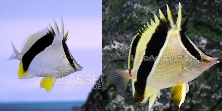 Prognathodes marcellae - Marcella Butterflyfish, 마르셀라 나비고기 : 네이버 블로그