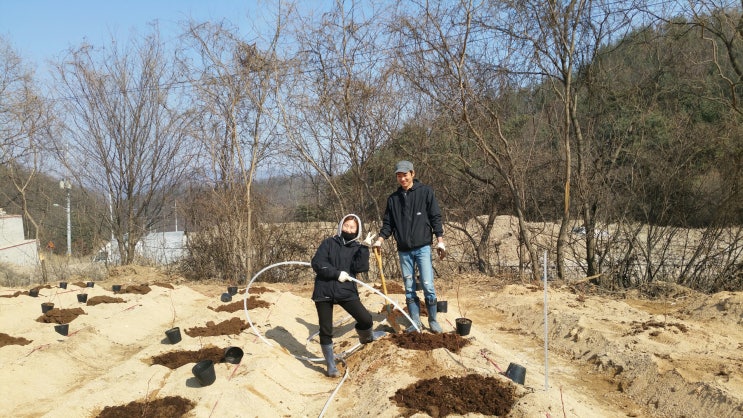 양주 청년과 블루베리 농장 조성하기 네이버 블로그