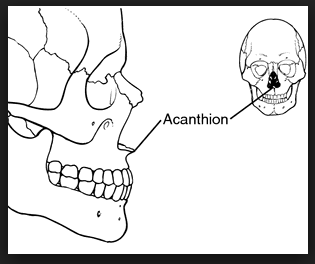Waters view, PNS 엑스레이 : 네이버 블로그