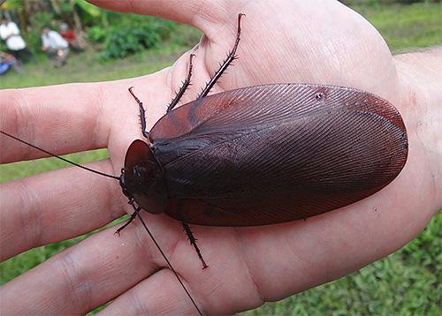 기네스) 가장 큰 바퀴벌레 Megaloblatta longipennis : 네이버 블로그