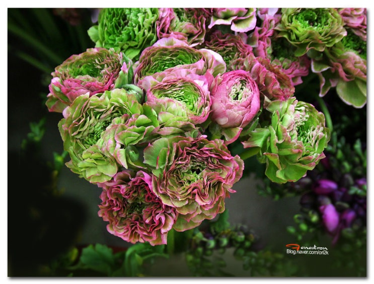 치어리더의 율동이 연상되는- 폼폼 라눈쿨루스(Pom-Pom Ranunculus) : 네이버 블로그