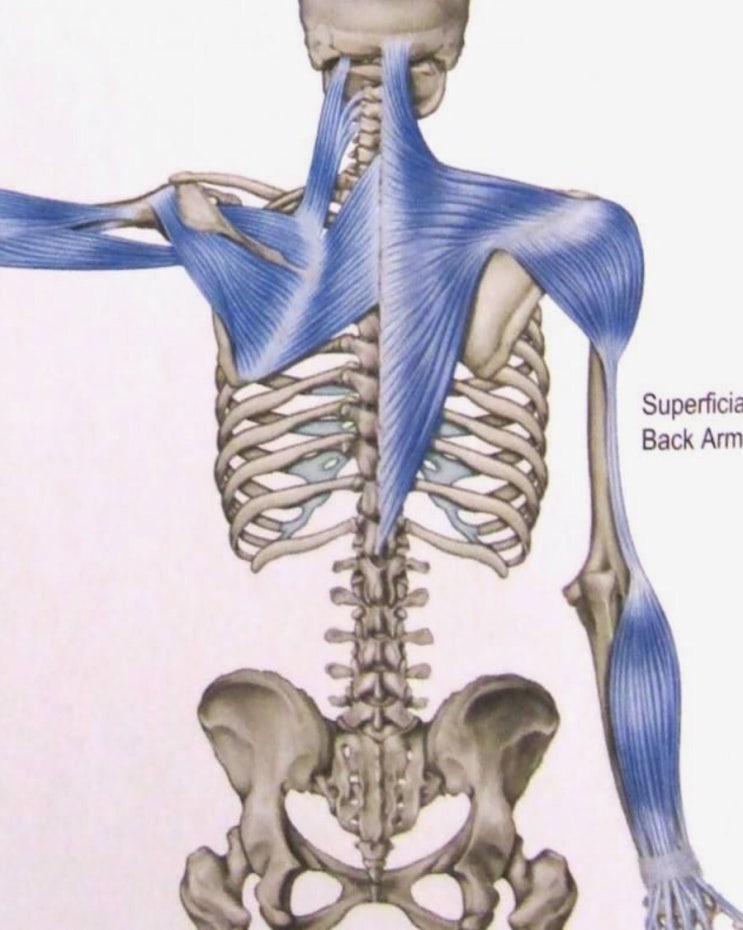 Deltoid(삼각근)와 The Superficial Back Arm Line(표면후방 상지선)의 관계 : 네이버 블로그