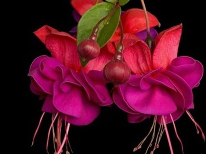 아름다운 꽃 이미지 : 네이버 블로그