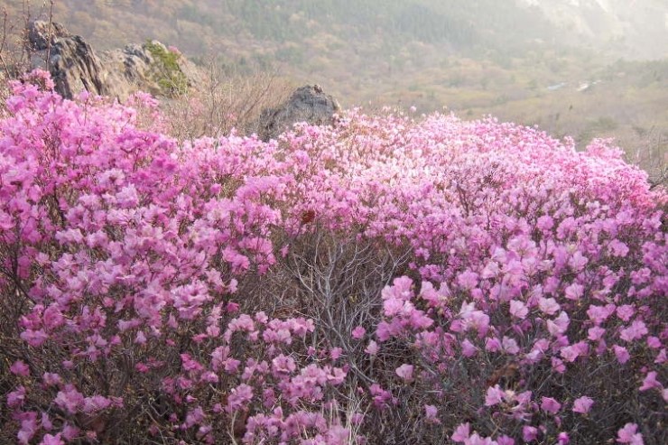 분당국어논술학원 대학입시컨설팅 꽃덤불 신석정 해설 네이버 블로그