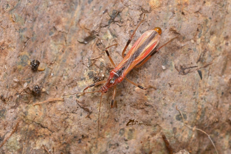 등줄붉은침노린재-Polytoxus armillatus Ishikawa-수컷 : 네이버 블로그