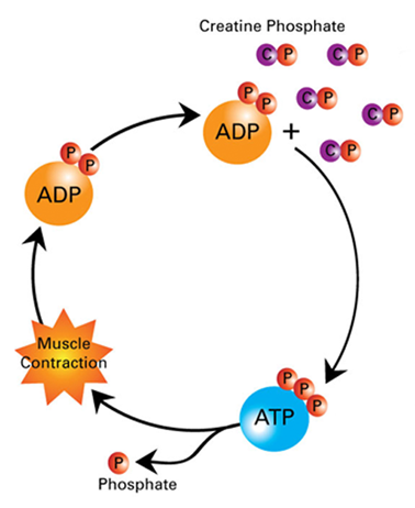 atp-pc, 젖산, 우리 몸의 에너지 시스템 : 네이버 블로그
