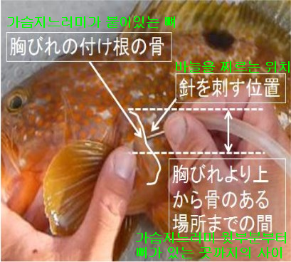 참돔의 에어(공기) 빼기 방법(真鯛のエア抜き方法) (부레 피징 방법) (피징 니들) (fizzing needle).. : 네이버 블로그