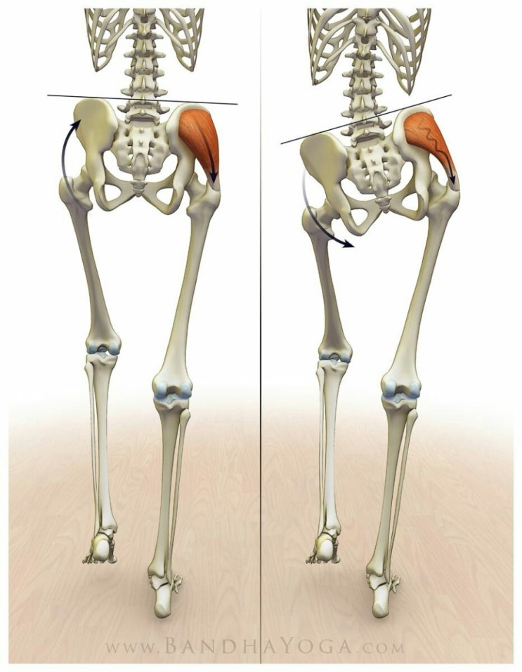 한다리 서기 검사 - Trendelenburg test (트렌델렌버그 검사)(중둔근 약화검사) : 네이버 블로그