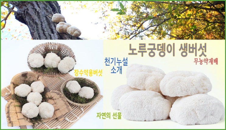 노루궁뎅이버섯 효능 먹는 방법 네이버 블로그