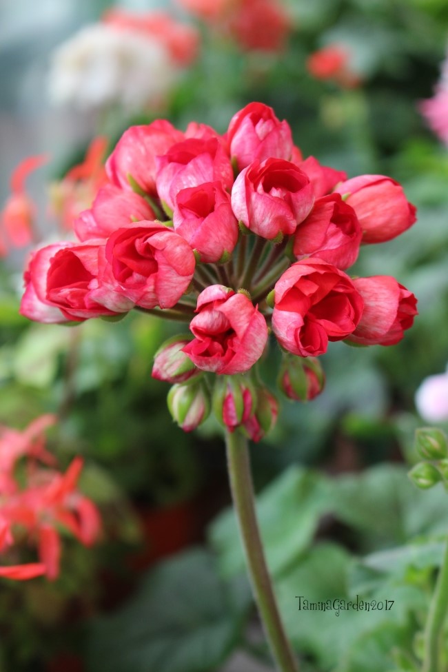 제라늄 빅토리아 안드레아 : 네이버 블로그