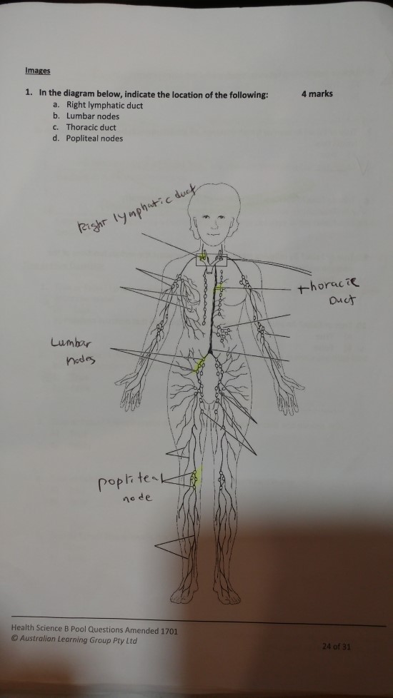 Lymphatic & Integumentary System : 네이버 블로그