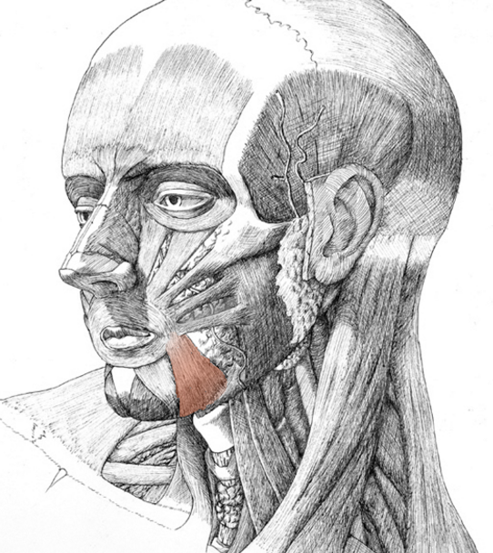 [얼굴축소,비대칭교정/입꼬리내림근] 입꼬리내림근(구각하제근,depressor anguli oris) 해부학적위치, 셀프 얼굴 ...