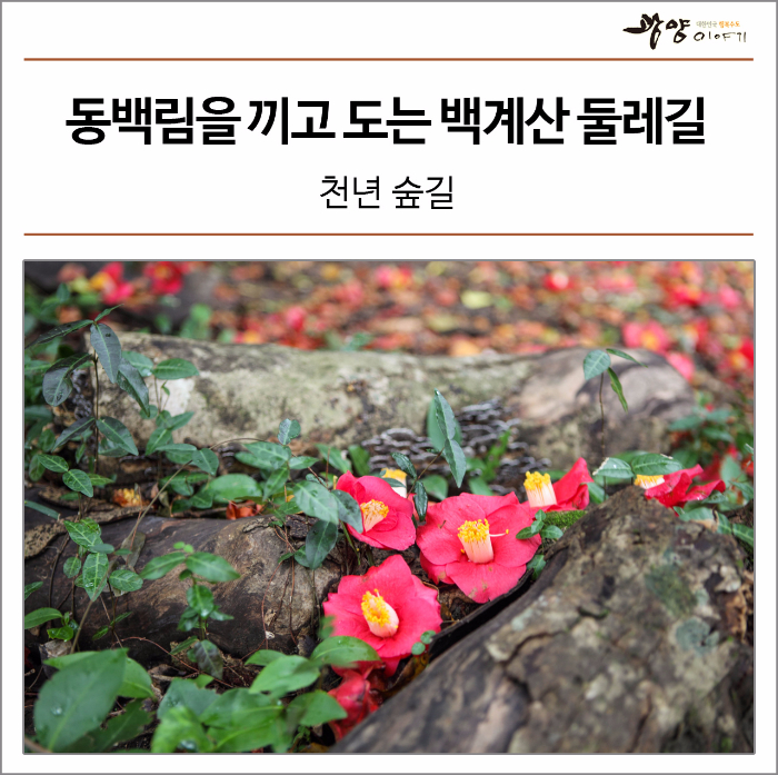 광양 둘레길 동백림을 끼고 도는 백계산 둘레길 광양 옥룡사지 동백나무 네이버 블로그