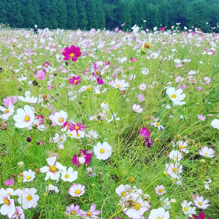 광양 금호동 코스모스구경 / 몰오브광양 / 무지개다리 : 네이버 블로그