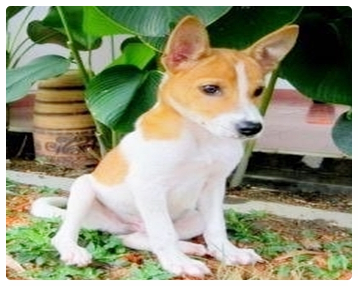 희귀한 중형견 종류 텔로미안 (Telomian Dog) : 네이버 블로그