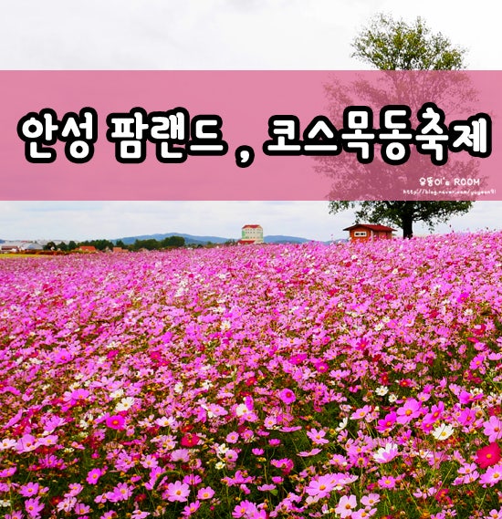 안성팜랜드 코스모스천국 안성팜랜드 코스목동축제에 다녀왔어요 D 네이버 블로그