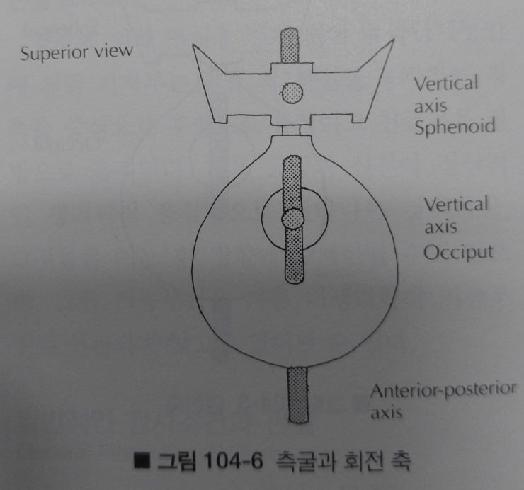 sphenobasilar symphysis(sbs) 접형기저결합의 중요성과 움직임 측굴과회전(side bending and ...