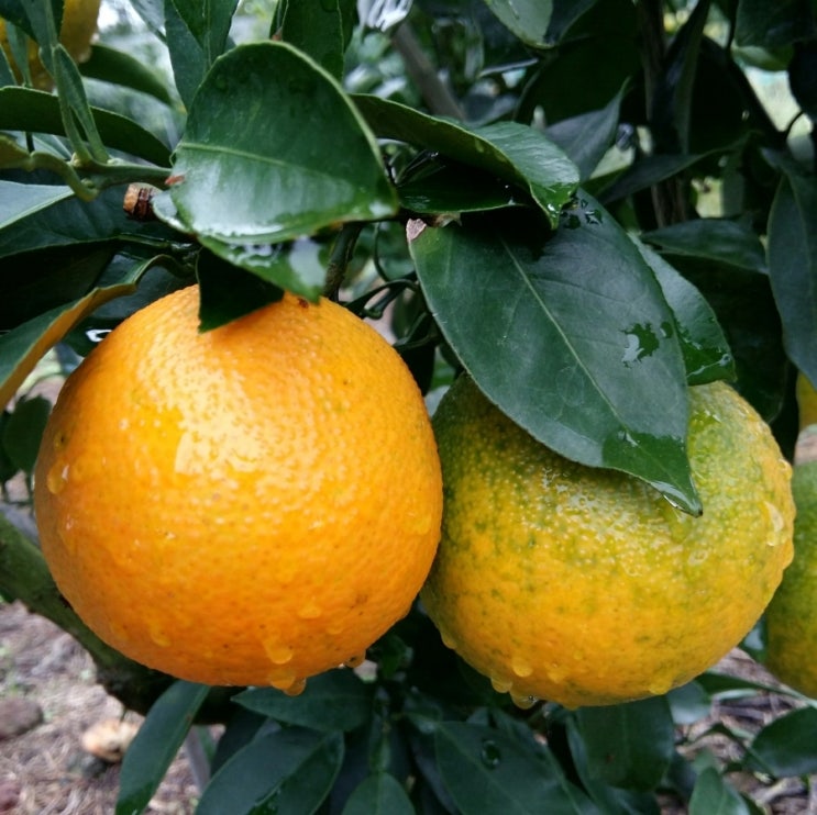 노지황금향관리 (10월15일)^^♡♡♡~~~ : 네이버 블로그