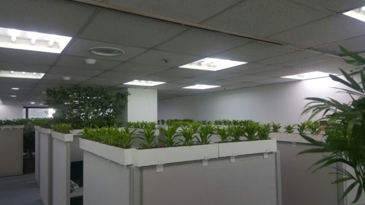 [파티션화분]기업체 화분렌탈관리서비스 : 네이버 블로그