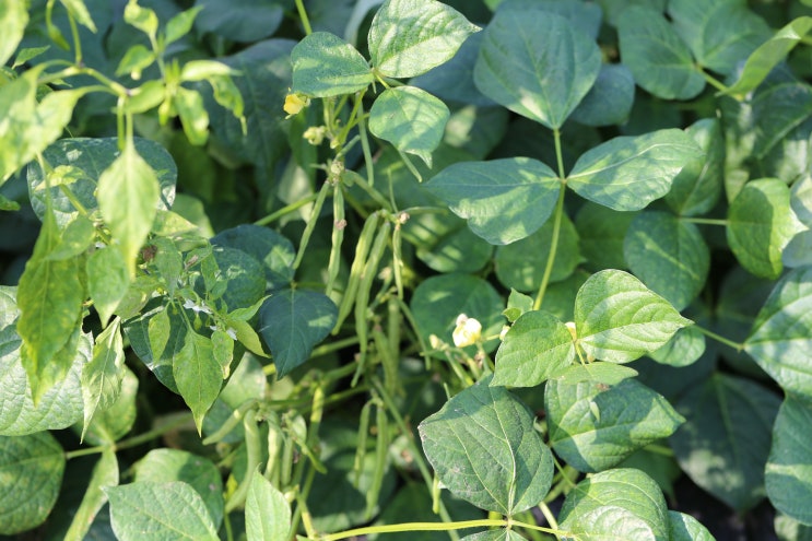 팥, Vigna angularis .Phaseolus angularis : 네이버 블로그