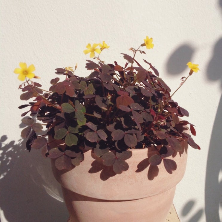 옥살리스 불카니콜라 진판델 ( Oxalis Vulcanicola 'Zinfandel' ) : 네이버 블로그