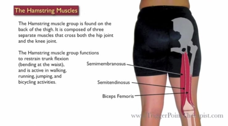 트리거포인트 햄스트링 trigger point hamstring : 네이버 블로그