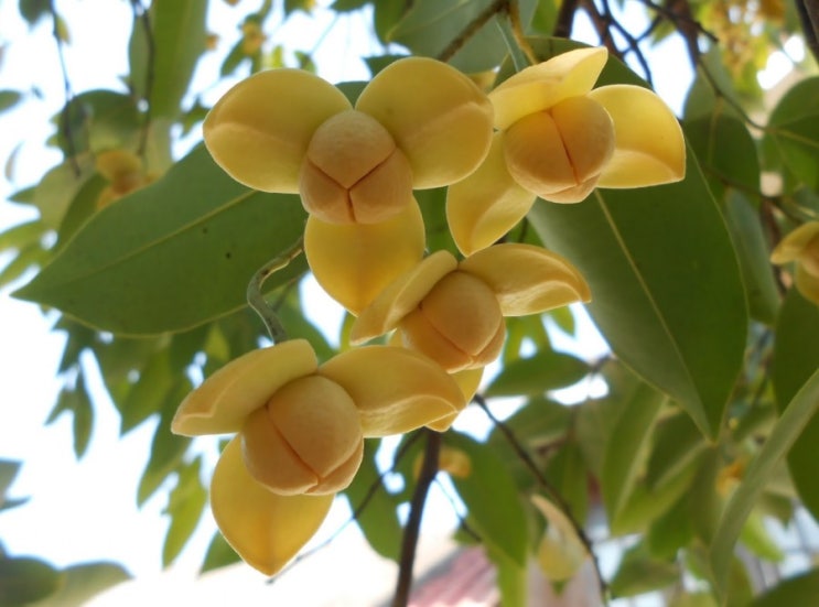 룸둘꽃(ផ្ការំដួល)이라는 캄보디아 국화 !! : 네이버 블로그