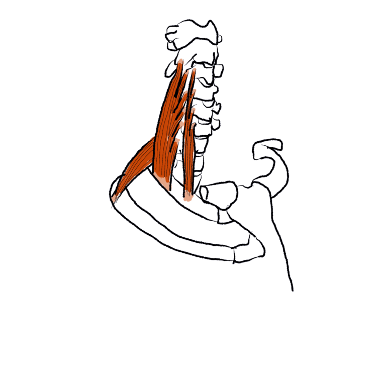 사각근 Scalene 전사각근 중사각근 후사각근 목 전면 통증 견갑내측 통증 상완신경총 네이버 블로그