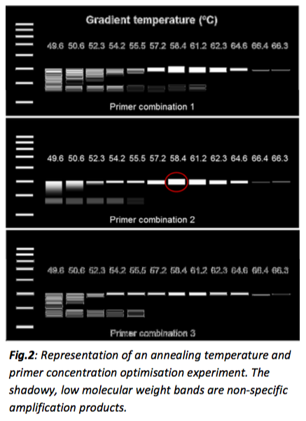 PCR Optimisation : Using a Gradient [2] : 네이버 블로그