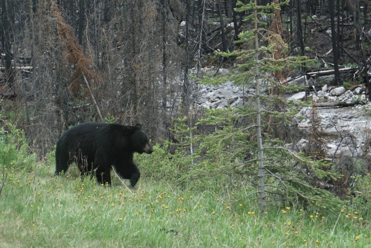 Jasper(재스퍼) 20170608 야생동물_ 사슴, 엘크 그리고 곰, 멀린 레이크 Maligne Lake_ Mary ...