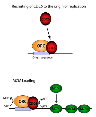 [Cell Biology] ORC(Origin Recognition Complex)란? : 네이버 블로그