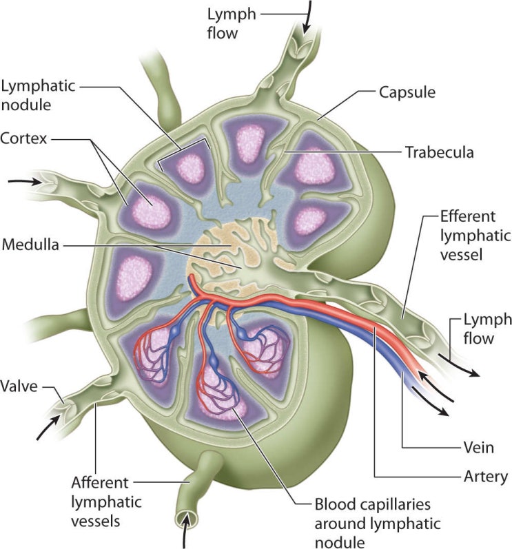 림프절 (lymph node) 요약 : 네이버 블로그